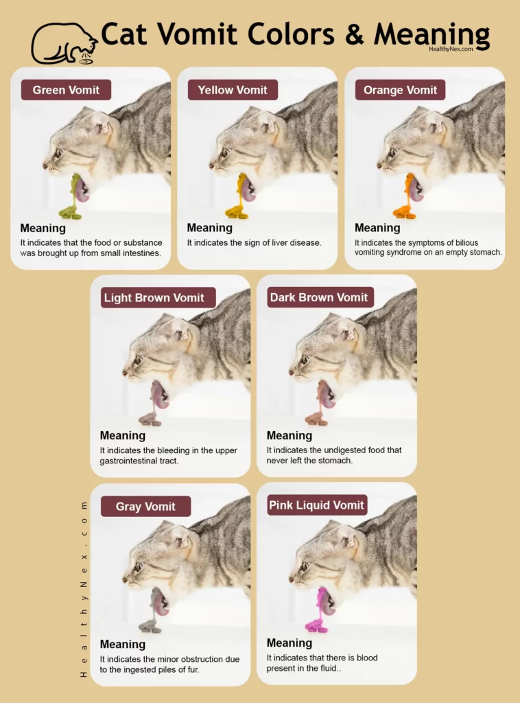 Cat Vomit Color Chart Know The Meaning Behind Colors Cat Vomit Color Chart Know The Meaning Behind Colors