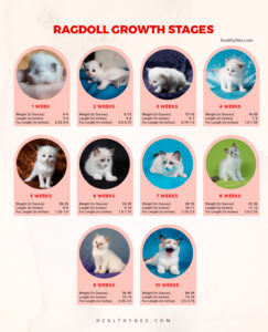 Ragdoll Colors Chart: All Popular, Common And Rare Colors